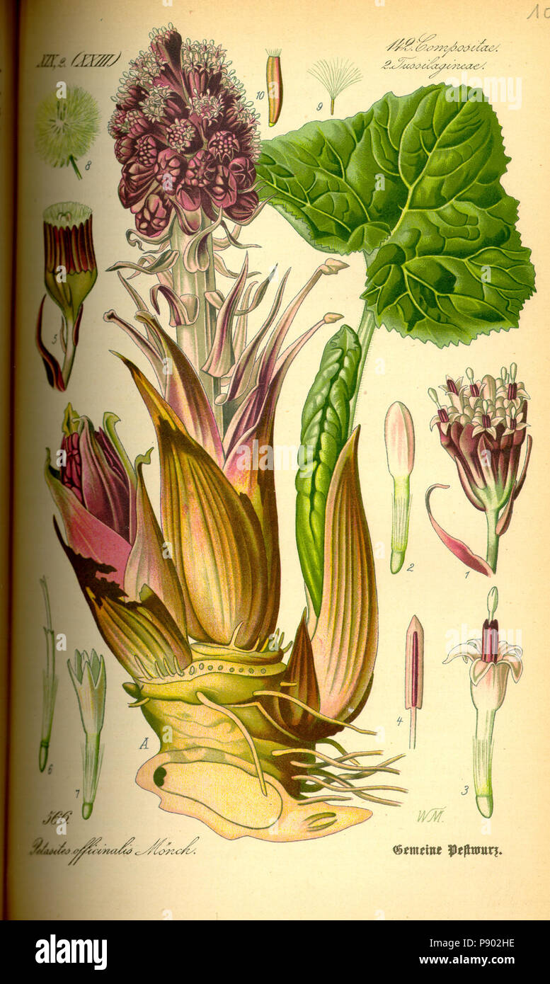 Petasites hybridus botanical illustration hi-res stock photography and ...
