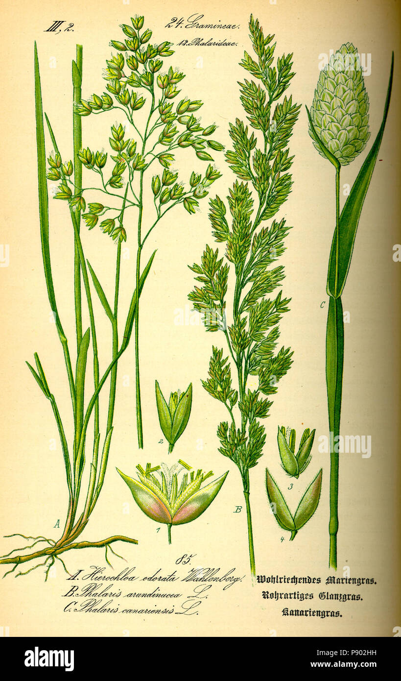 Phalaris canariensis canary grass hi-res stock photography and images ...