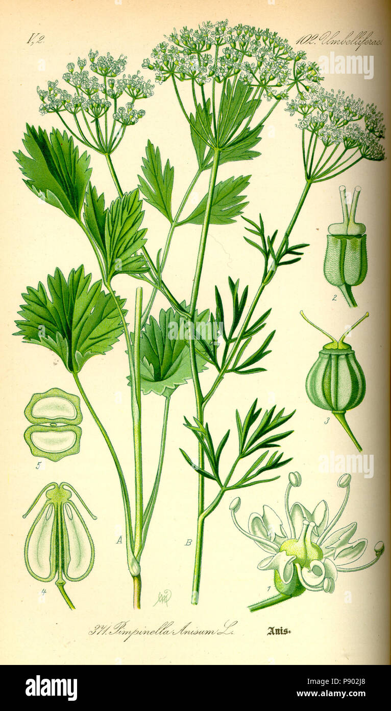 Name Pimpinella anisum Family Apiaceae . 1885 337 Illustration ...
