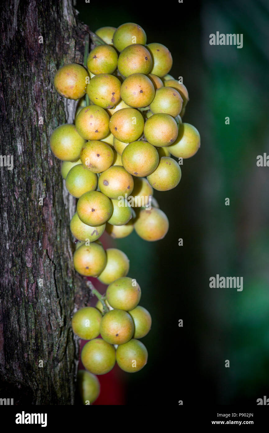 Lotkan plantation at Belabo, Narsingdi, Bangladesh Stock Photo - Alamy
