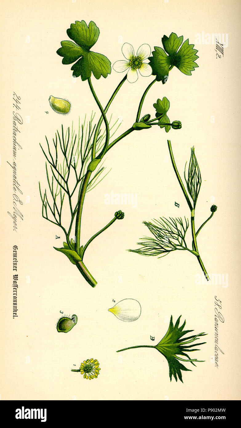 . 338 Illustration Ranunculus aquatilis0 Stock Photo - Alamy