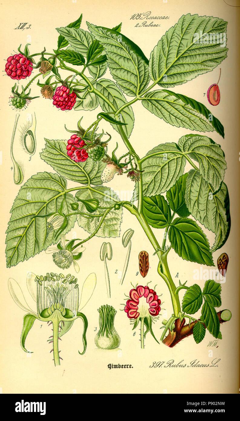 . 338 Illustration Rubus idaeus0 Stock Photo - Alamy