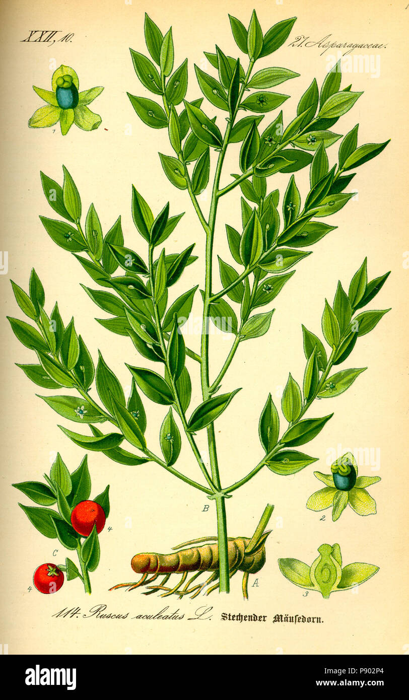 . 338 Illustration Ruscus aculeatus0 Stock Photo - Alamy
