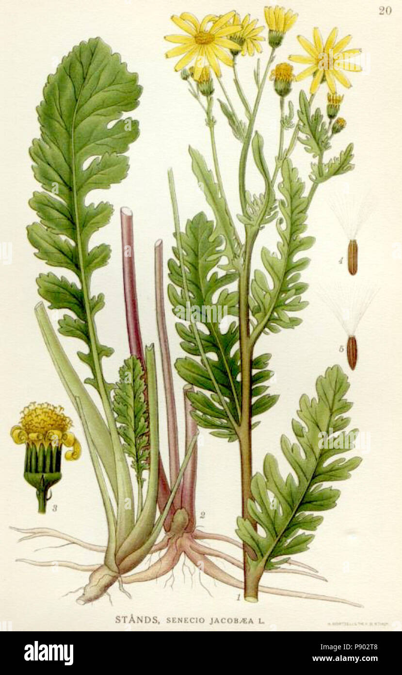 Senecio jacobaea botanical illustration hi-res stock photography and ...