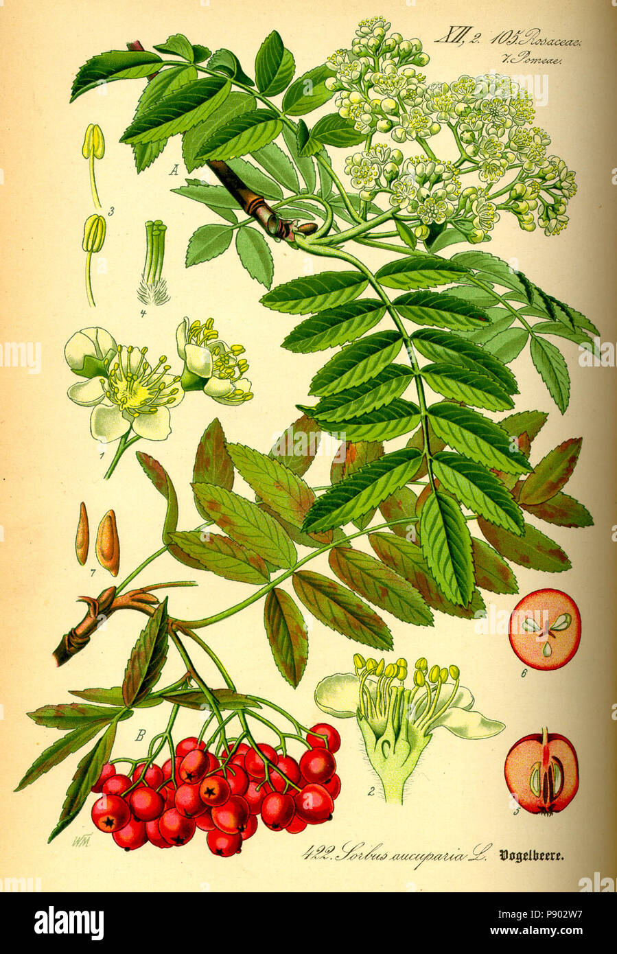 Species sorbus aucuparia hi-res stock photography and images - Alamy