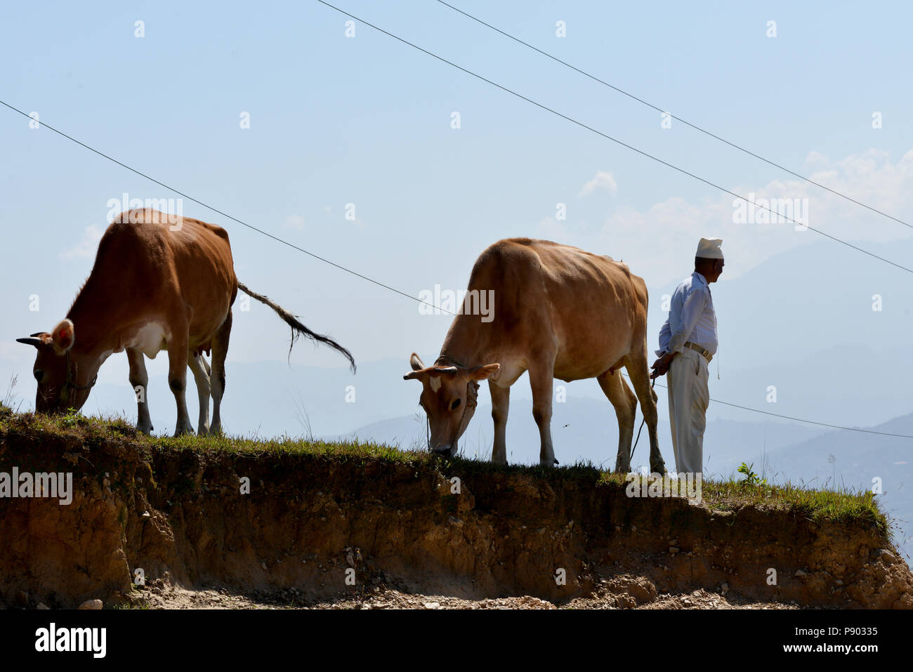 Cow shepherd hi-res stock photography and images - Alamy