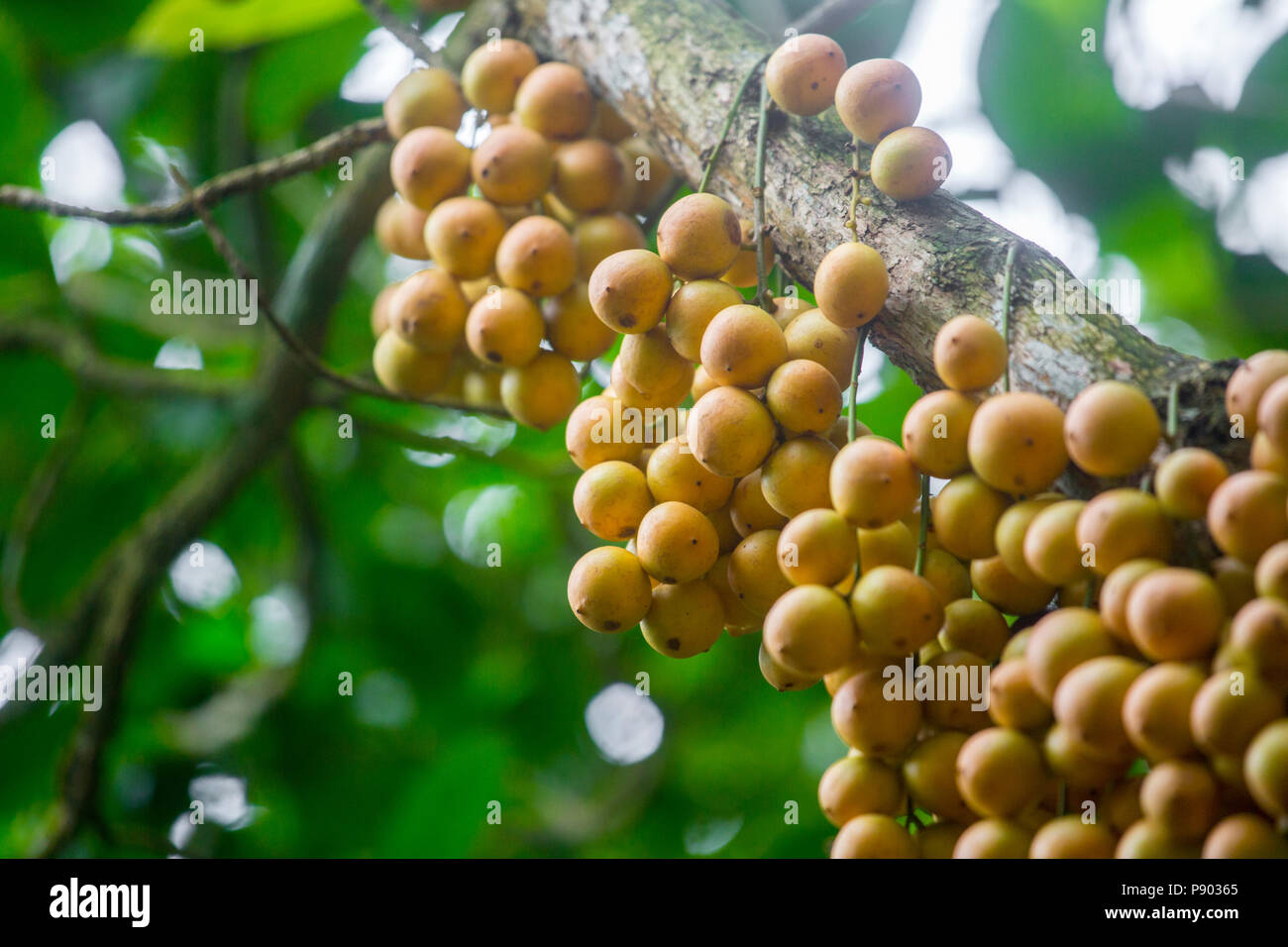 Lotkan plantation at Belabo, Narsingdi, Bangladesh Stock Photo - Alamy
