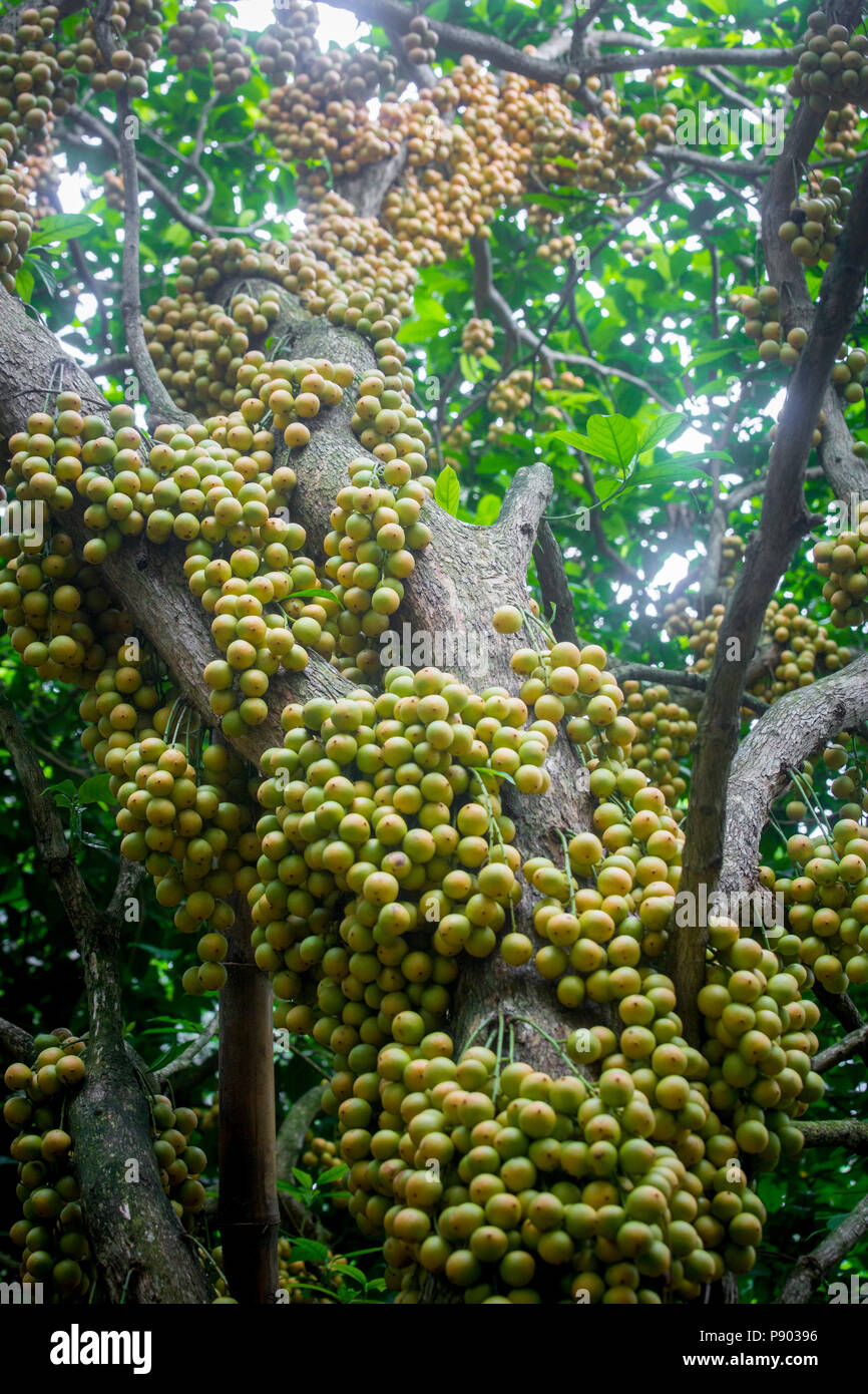 Lotkan plantation at Belabo, Narsingdi, Bangladesh Stock Photo - Alamy