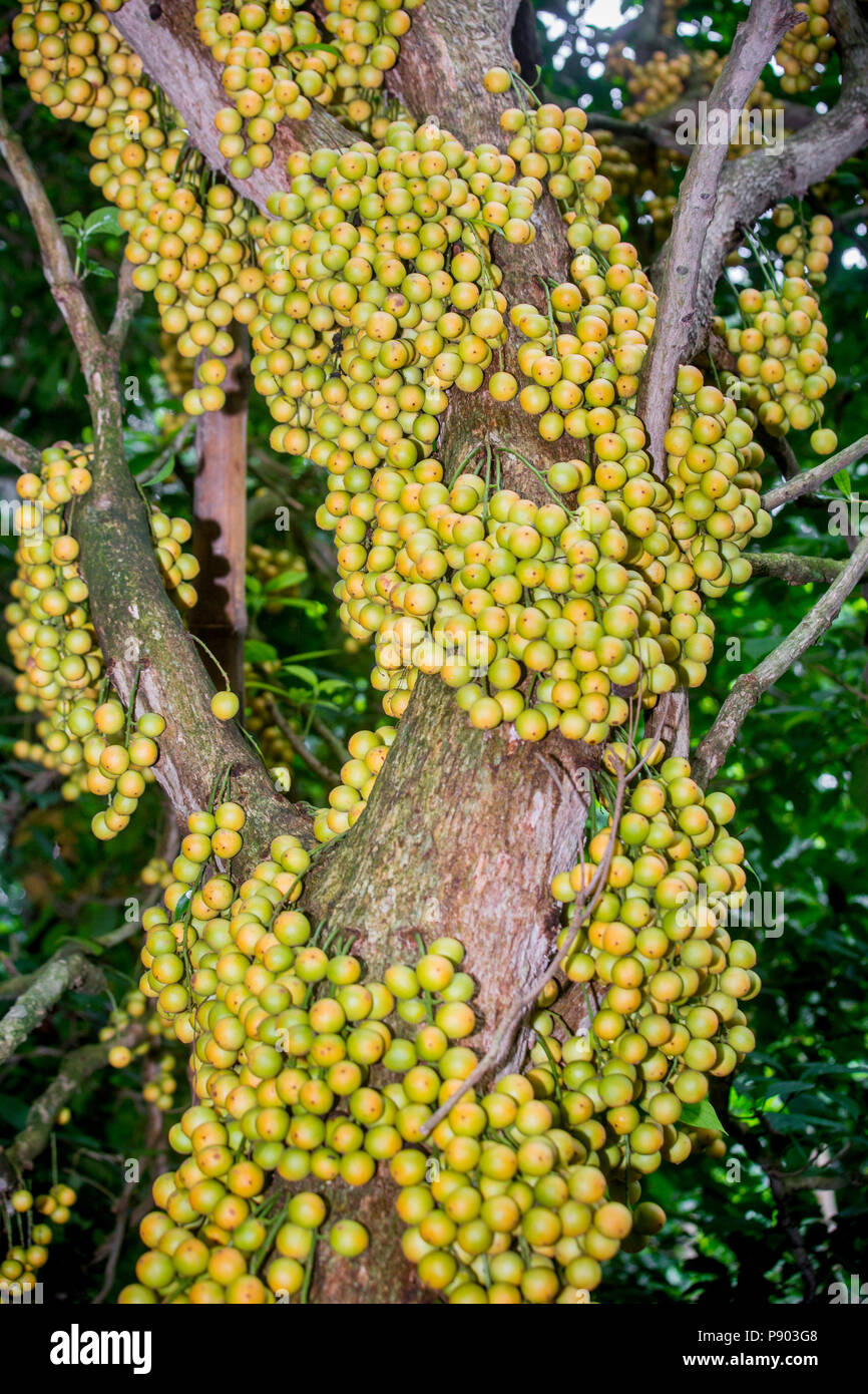 Lotkan plantation at Belabo, Narsingdi, Bangladesh Stock Photo - Alamy
