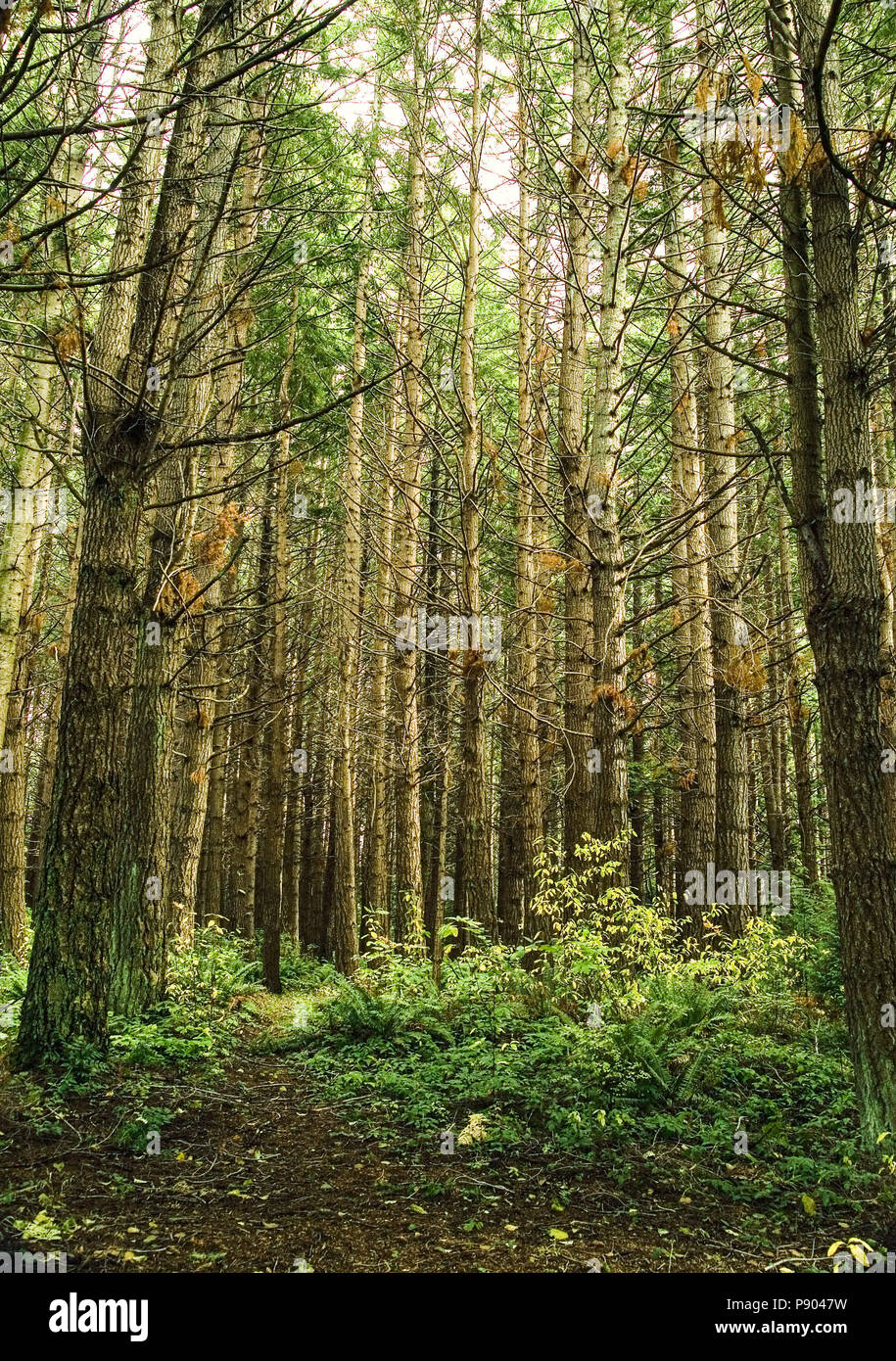 Pines clearing forest hi-res stock photography and images - Alamy