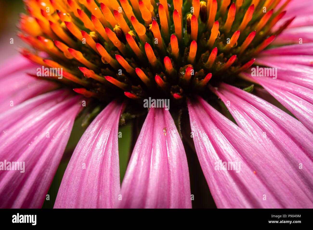 Macro of flowers in the garden Stock Photo - Alamy