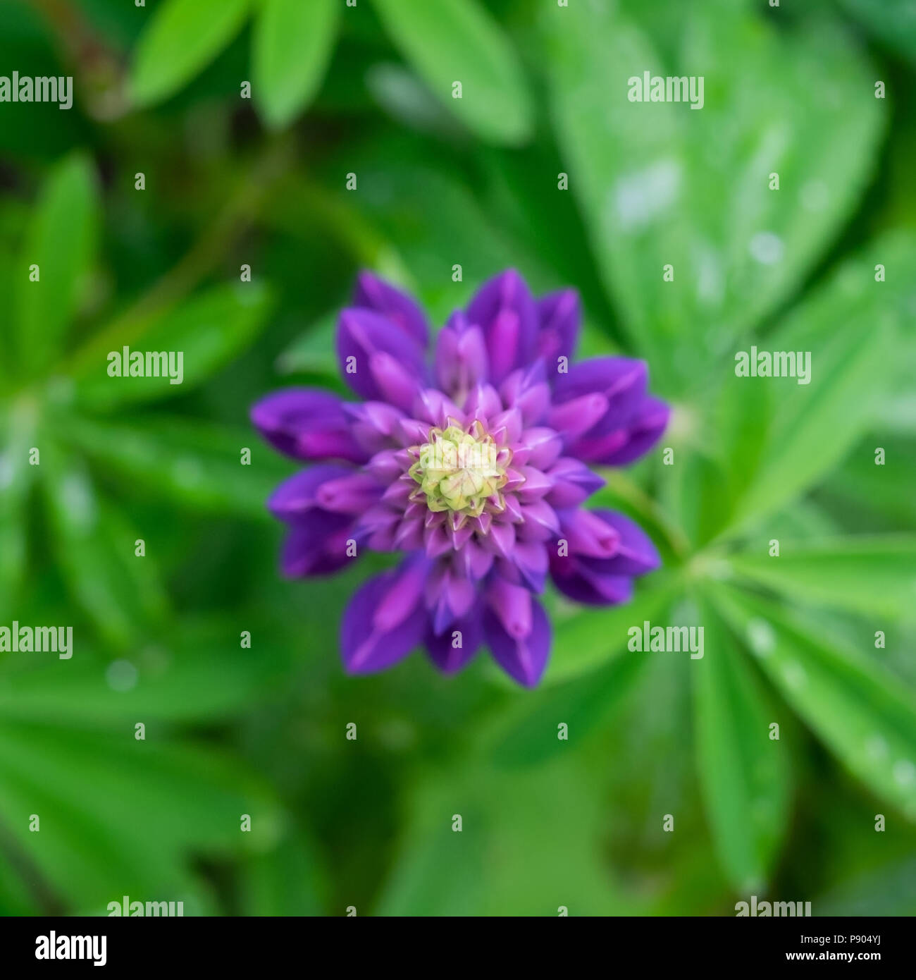 Outdoor lupin flower Stock Photo - Alamy