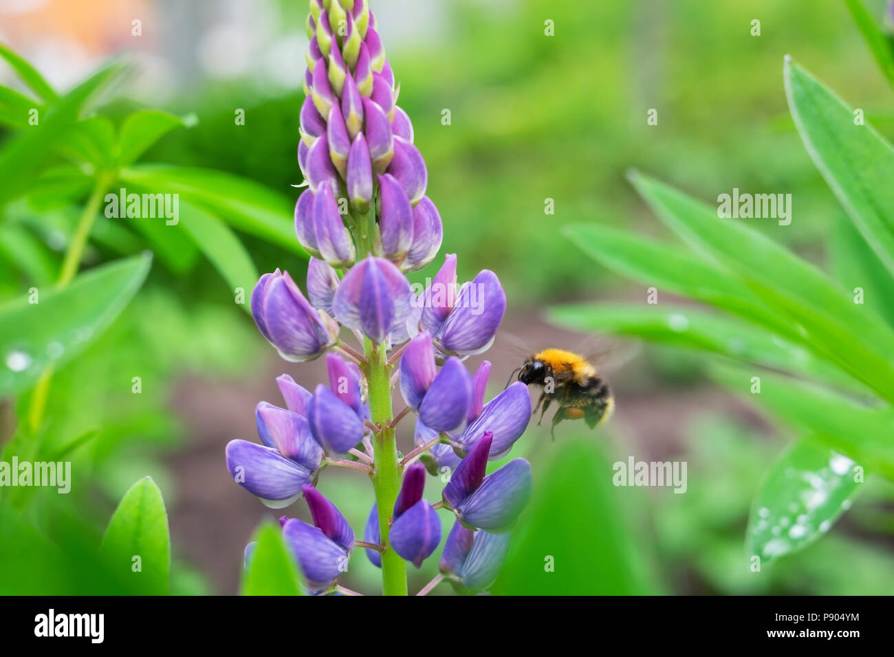 Outdoor lupin flower Stock Photo - Alamy