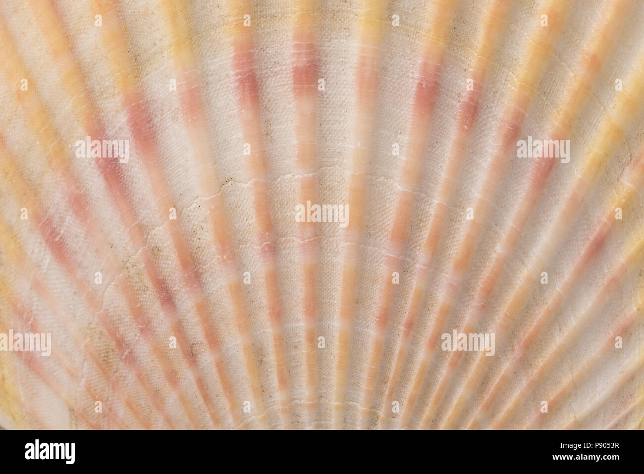Shell. Sea mollusk. Background of the seashell Stock Photo - Alamy