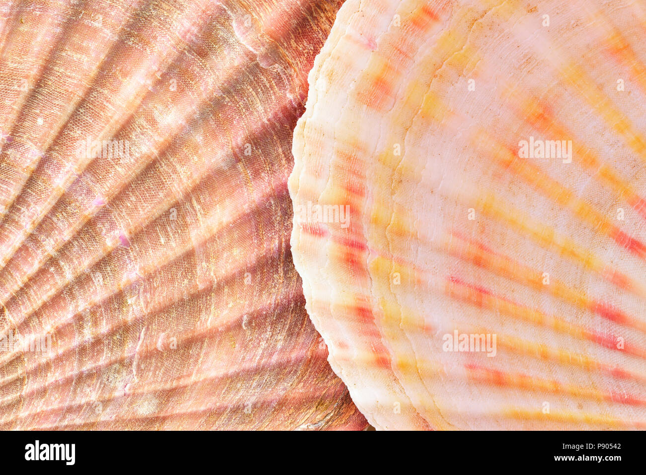 Shell. Sea mollusk. Background of the seashell Stock Photo - Alamy