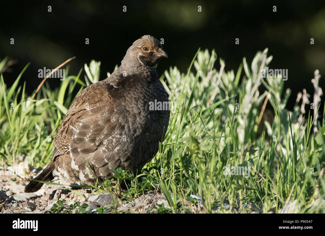Blue grouse, Montana Stock Photo - Alamy