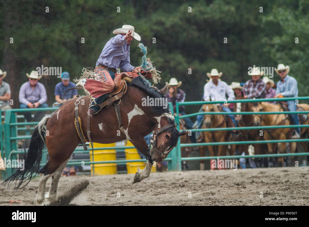 Saddle bronc riding hi-res stock photography and images - Alamy