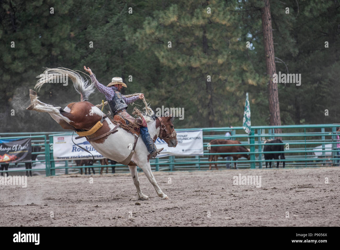 Saddle bronc riding hi-res stock photography and images - Alamy