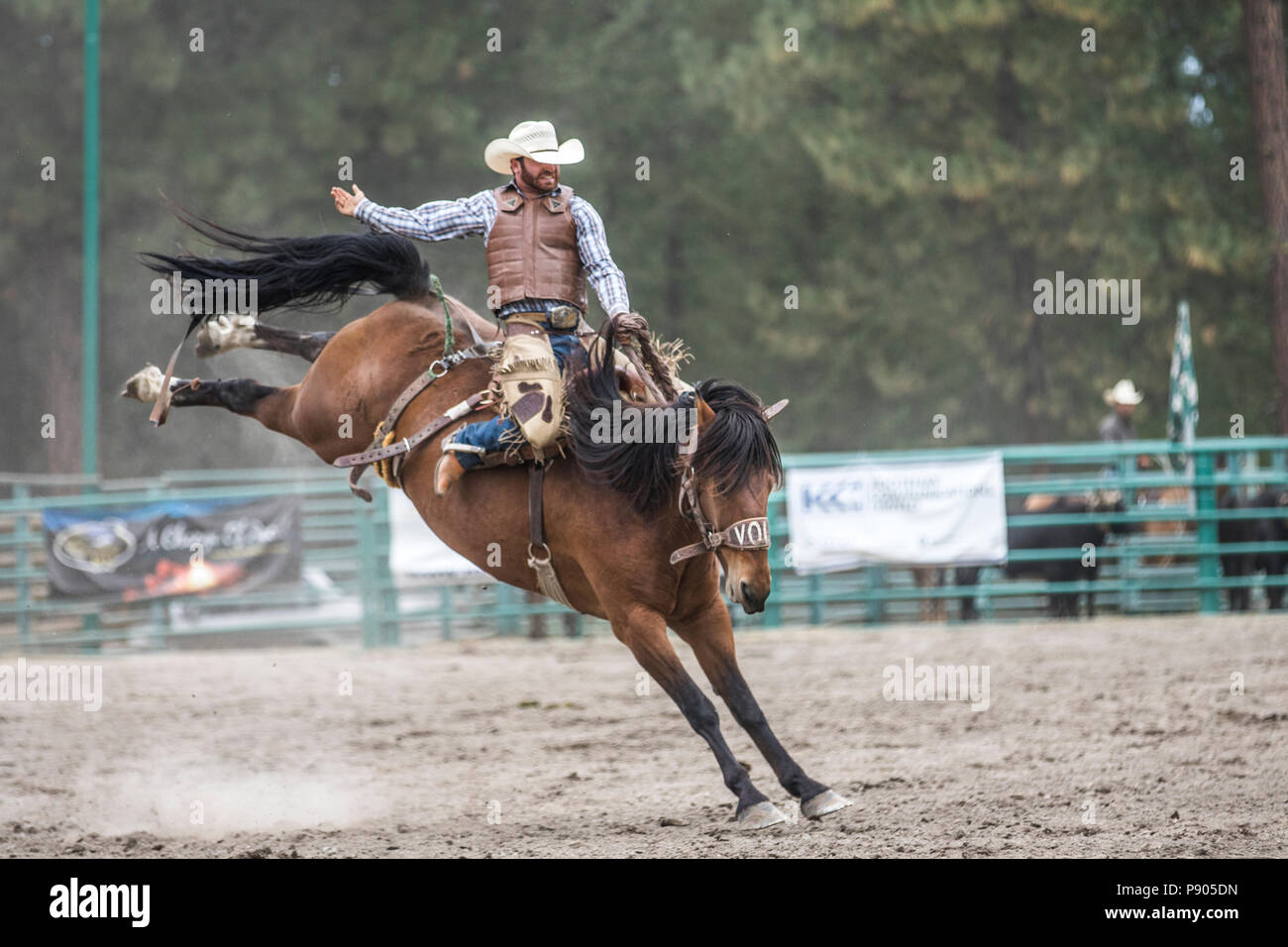 Saddle Bronc Riding, Rhythm between a cowboy and his horse is key in ...