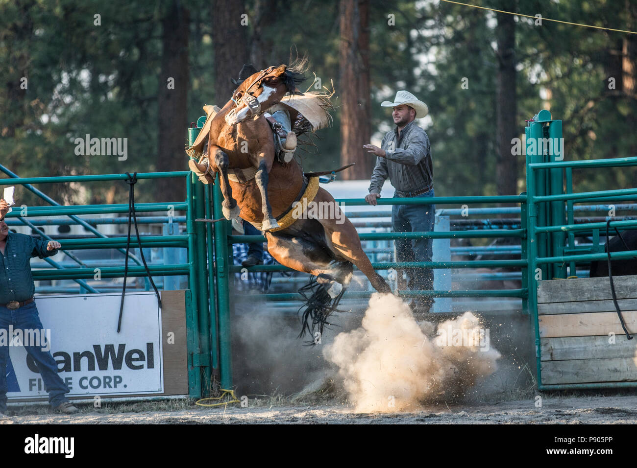 Saddle Bronc Riding, Rhythm between a cowboy and his horse is key in ...