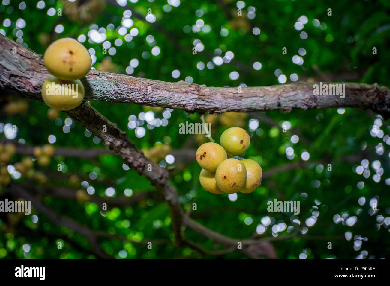 Lotkan plantation at Belabo, Narsingdi, Bangladesh Stock Photo - Alamy