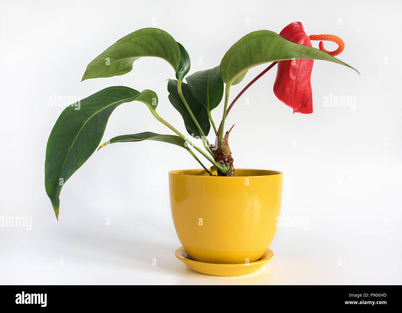 Anthurium flowers. Anthurium in yellow pot on white background Stock ...