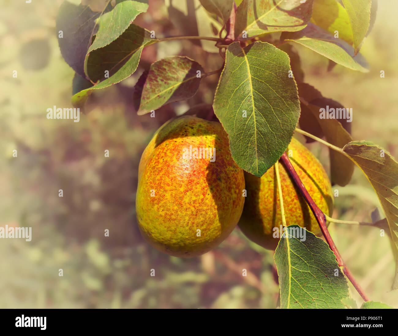 Pear tree in autumn hi-res stock photography and images - Alamy
