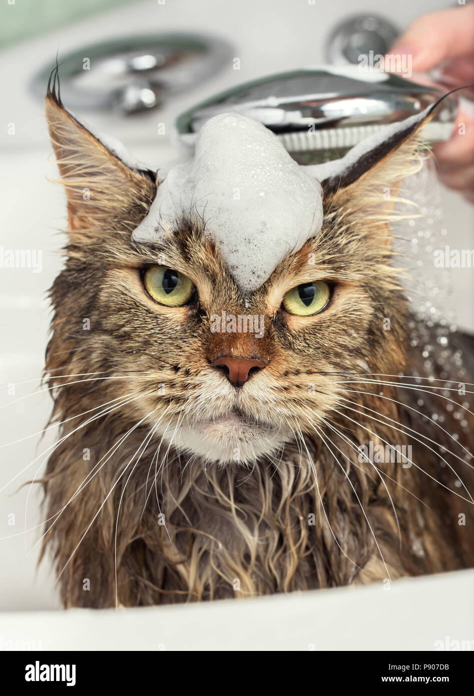 Cat bath. Wet cat with foam on the head Stock Photo - Alamy