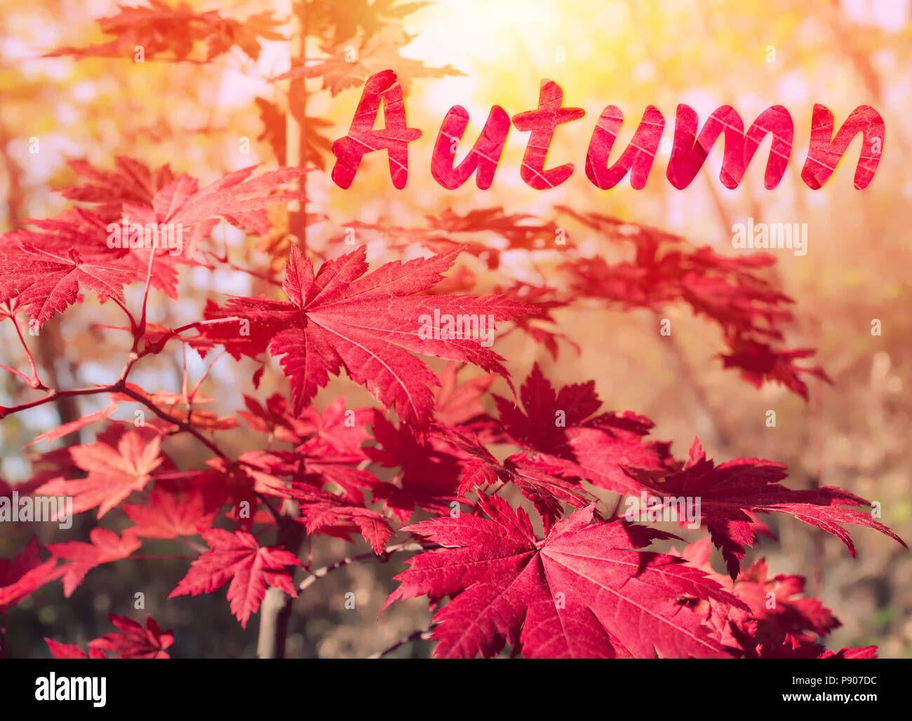 Tree word hi-res stock photography and images - Alamy