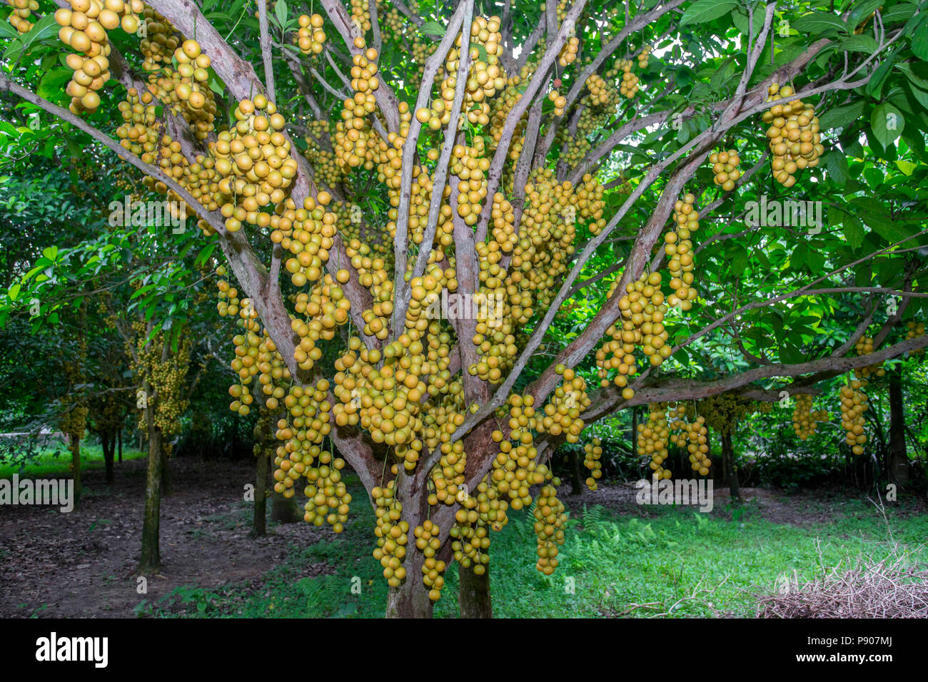 Lotkan plantation at Belabo, Narsingdi, Bangladesh Stock Photo - Alamy