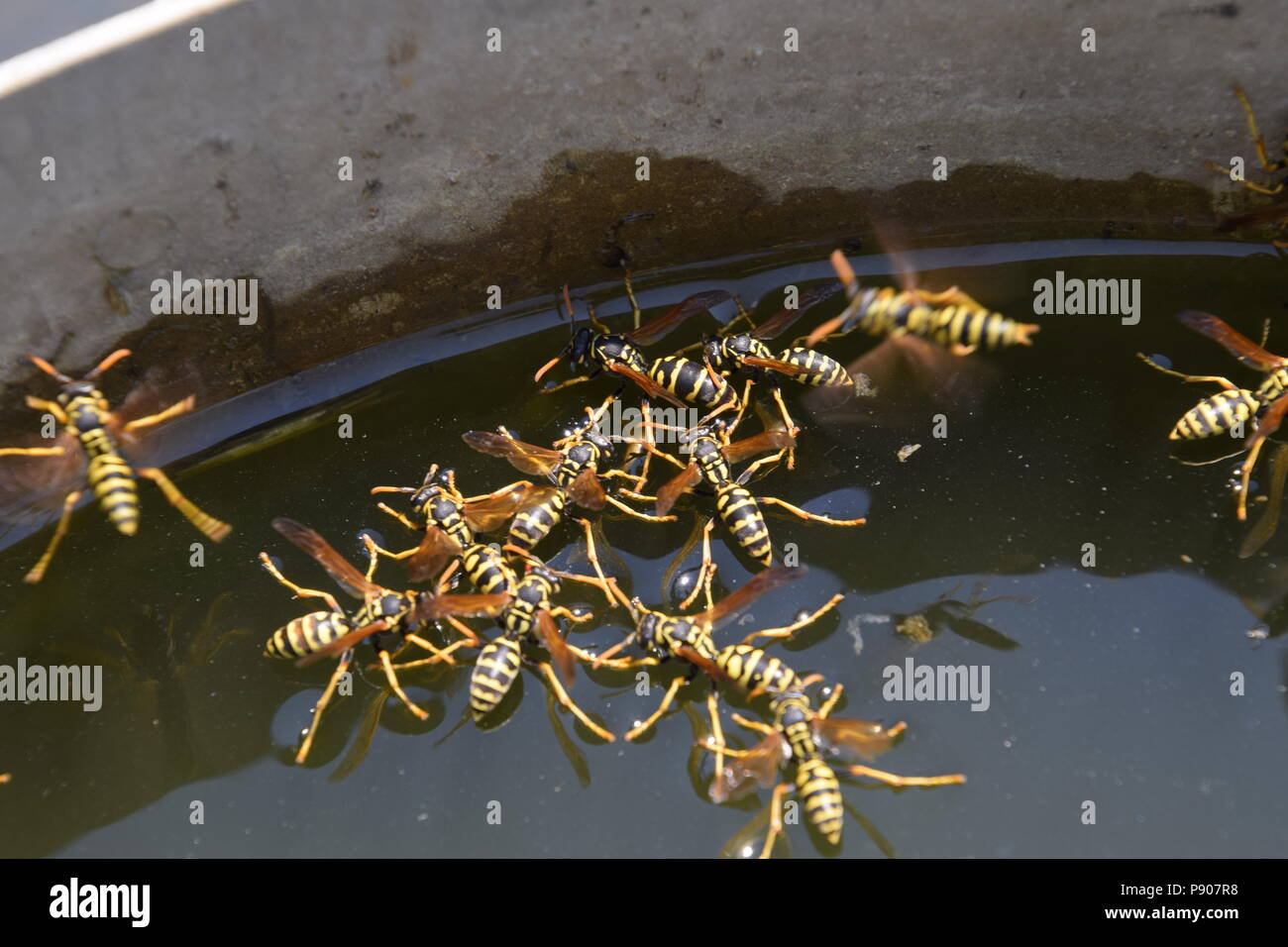 Wasps Polistes drink water. Wasps drink water from the pan, swim on the ...