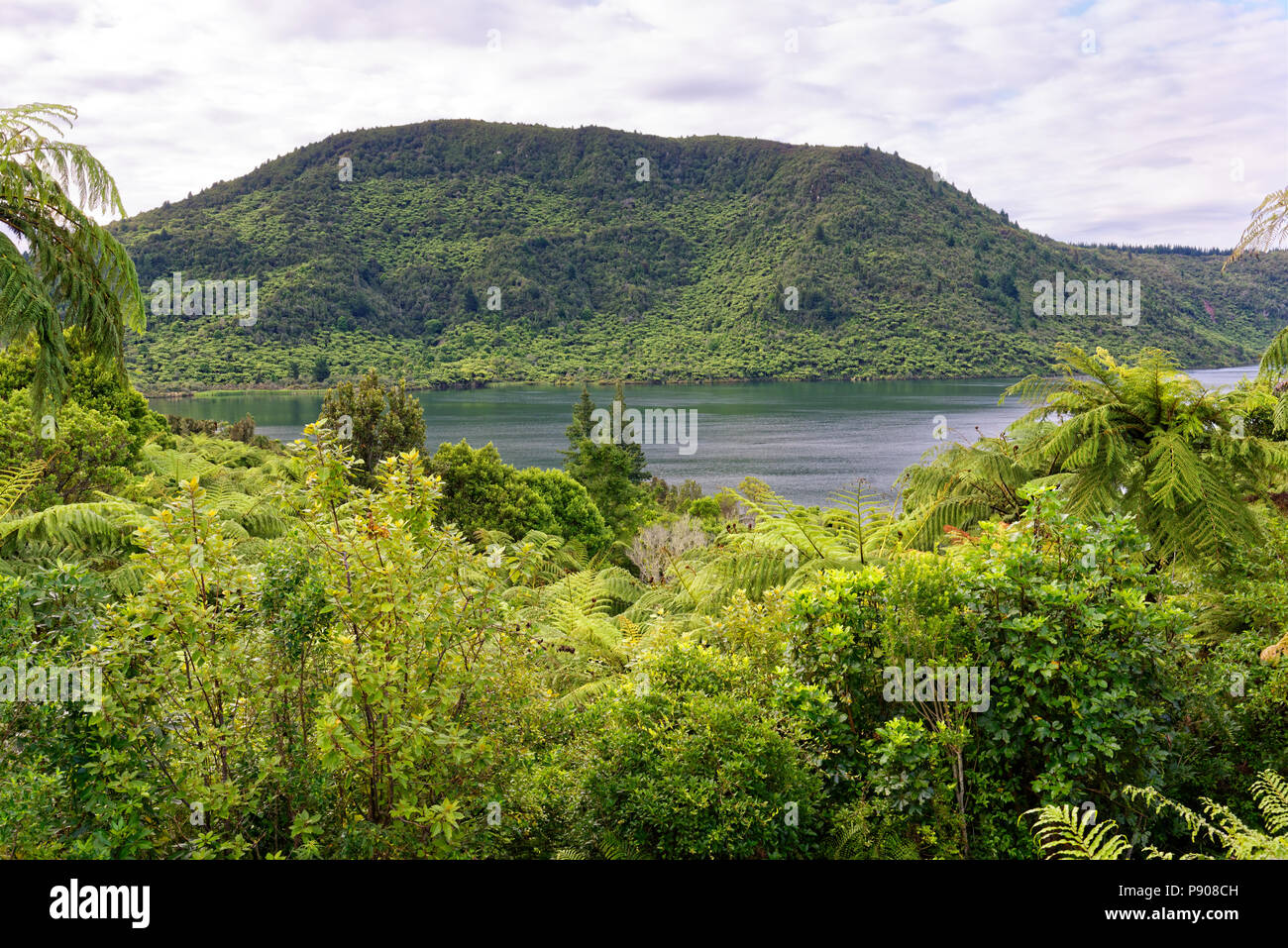 Lake Rotokakahi (Green Lake) in Rotorua, New Zealand Stock Photo - Alamy