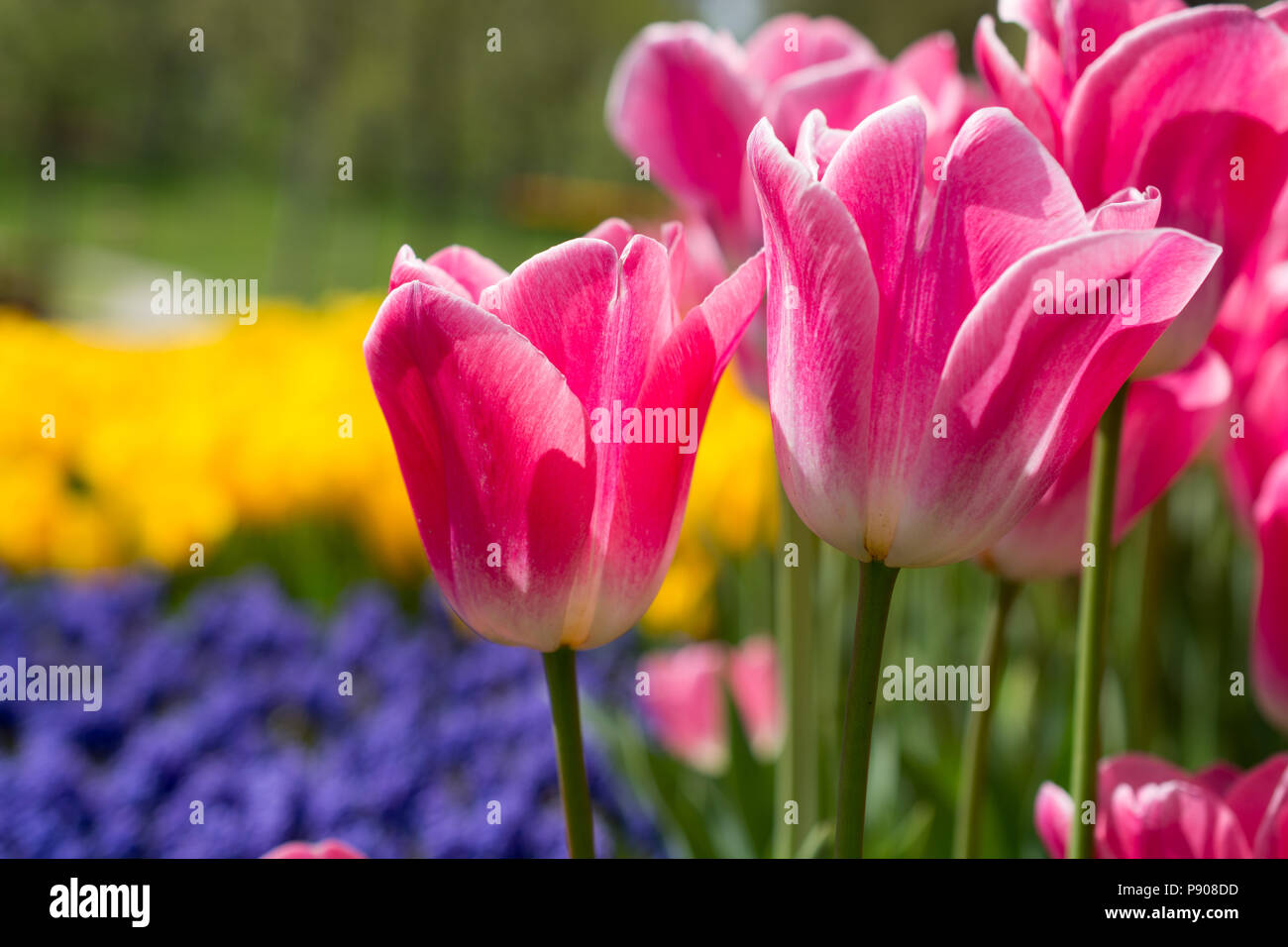 Fresh tulips of pink color in nature in spring time Stock Photo - Alamy