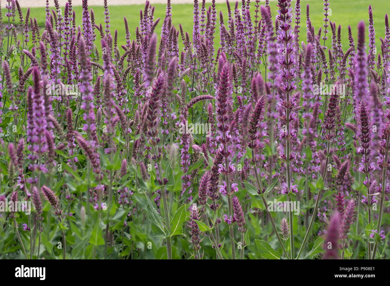Lavender bush in summer Stock Photo - Alamy