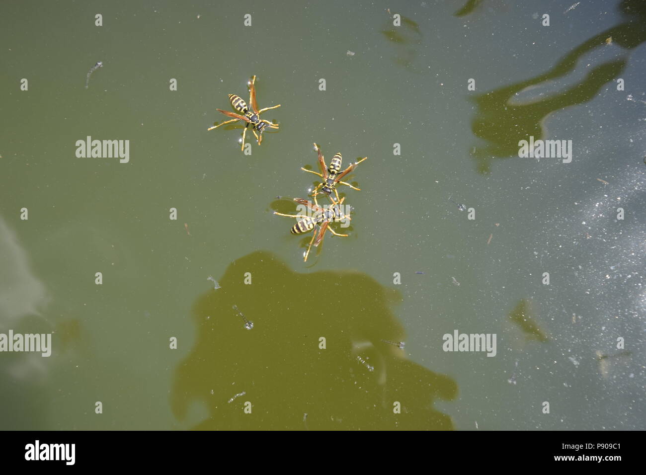 Wasps Polistes drink water. Wasps drink water from the pan, swim on the ...