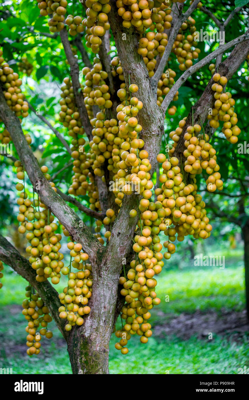 Narsingdi High Resolution Stock Photography and Images - Alamy