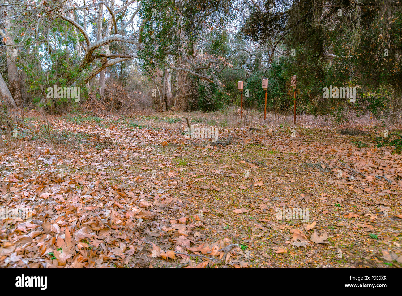 Tall nest box hi-res stock photography and images - Alamy