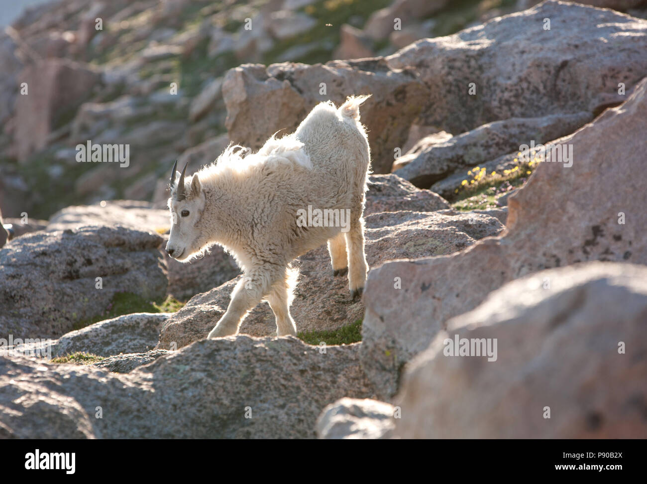 Mt Evans mountain goat on rocks Stock Photo - Alamy