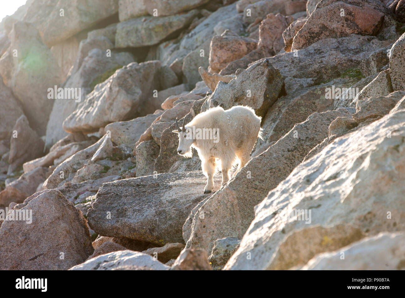 Mt Evans mountain goat on rocks Stock Photo - Alamy