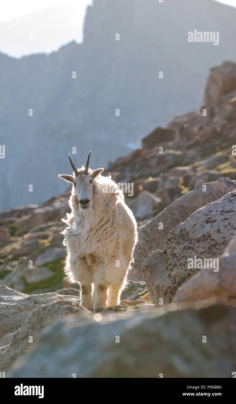 Mt Evans mountain goat on rocks at sunset Stock Photo - Alamy