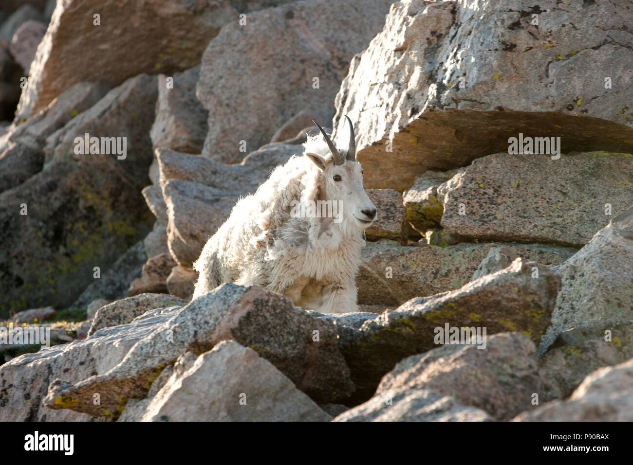 Goat on rocks hi-res stock photography and images - Alamy
