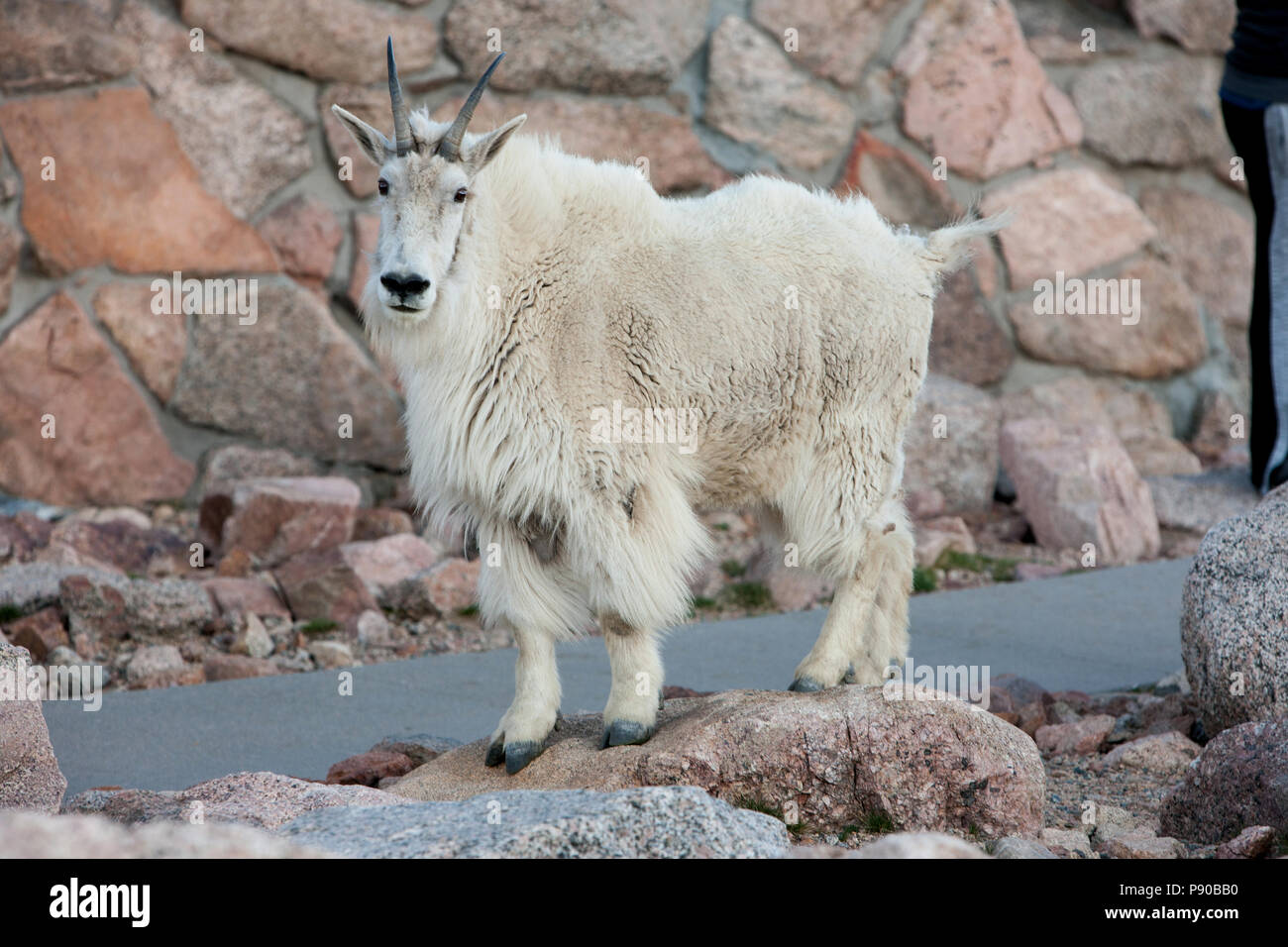 Mt Evans mountain goat at summit Stock Photo - Alamy