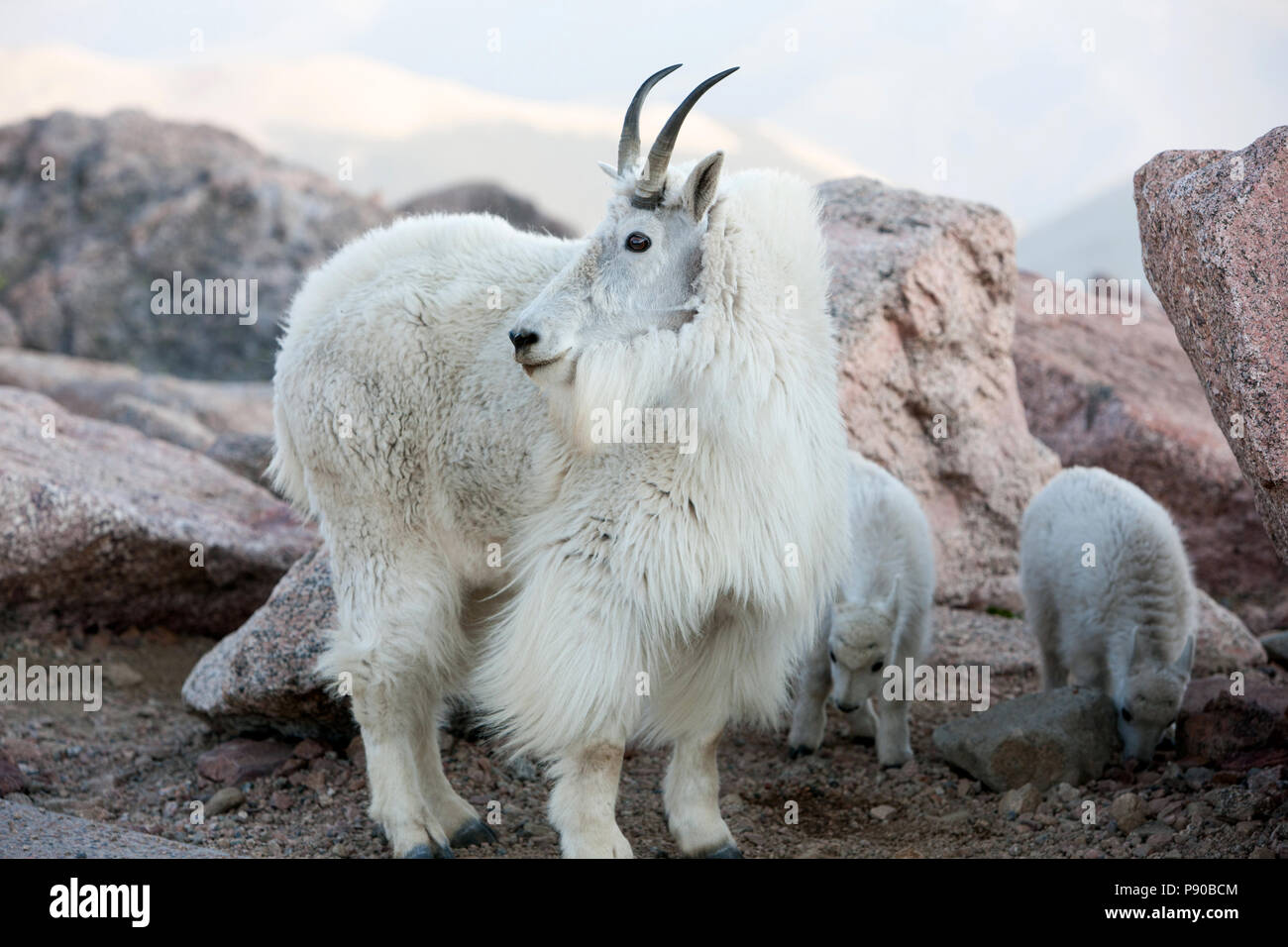 Mt Evans mountain goat and baby goats at summit Stock Photo - Alamy