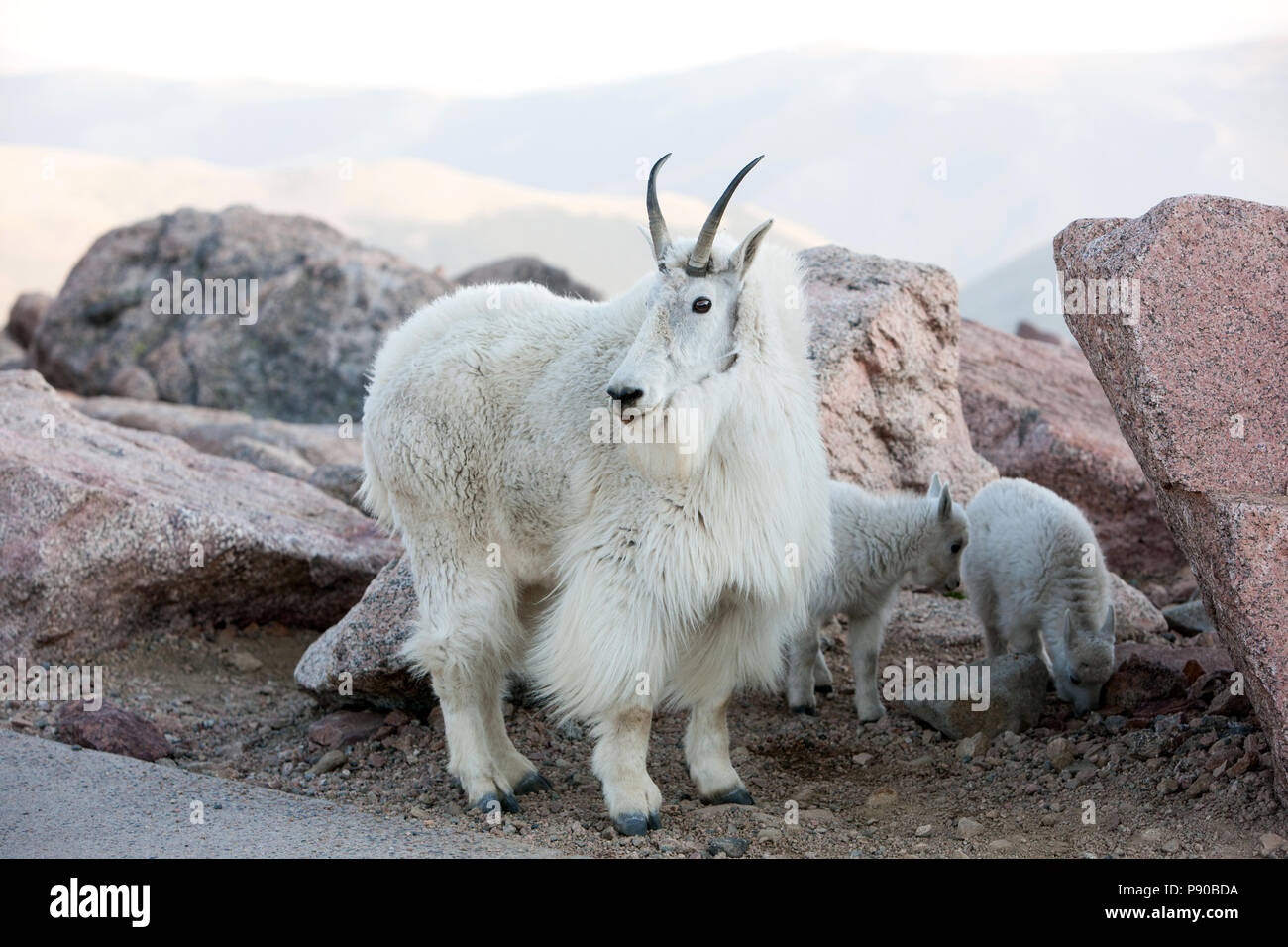Mt Evans mountain goat and baby goats at summit Stock Photo - Alamy