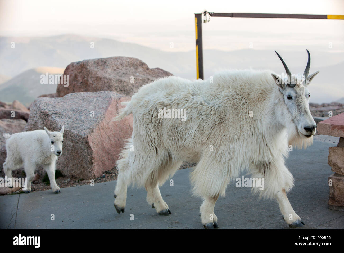 Mt Evans mountain goat and baby goats at summit Stock Photo - Alamy