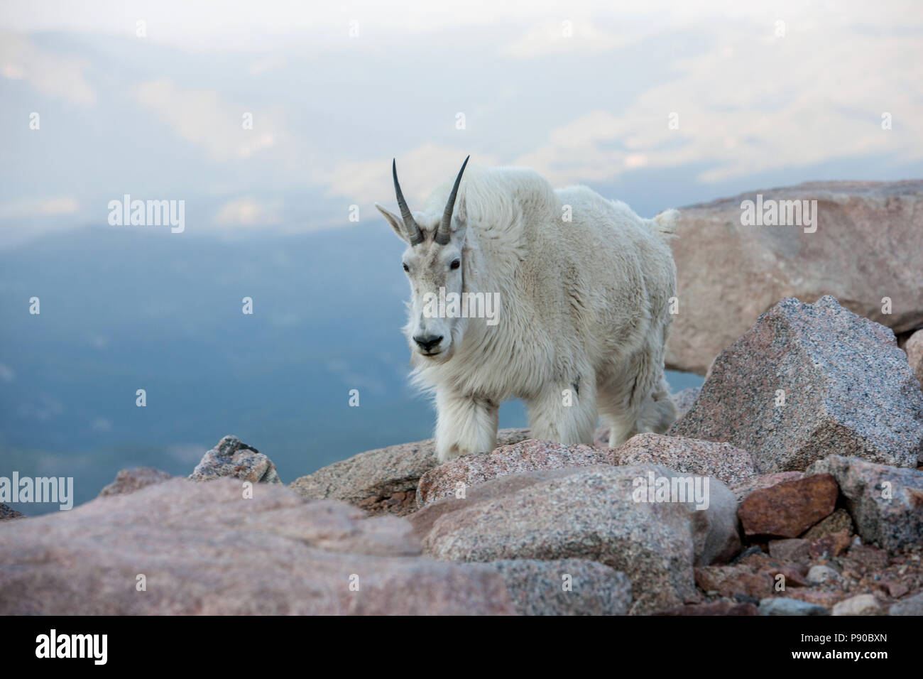 Mt Evans mountain goat at summit Stock Photo - Alamy