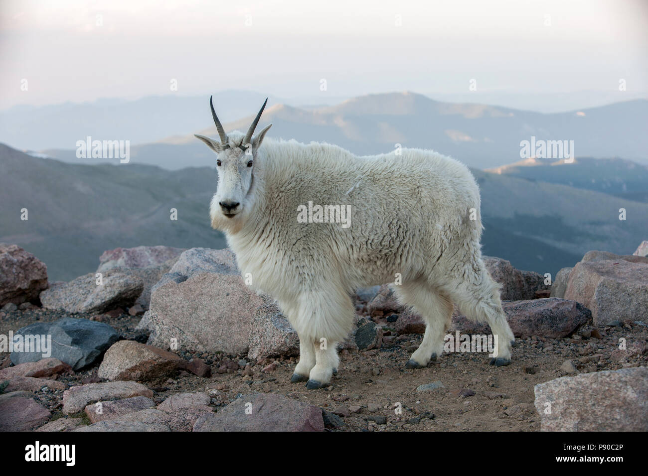 Mt Evans mountain goat at summit Stock Photo - Alamy