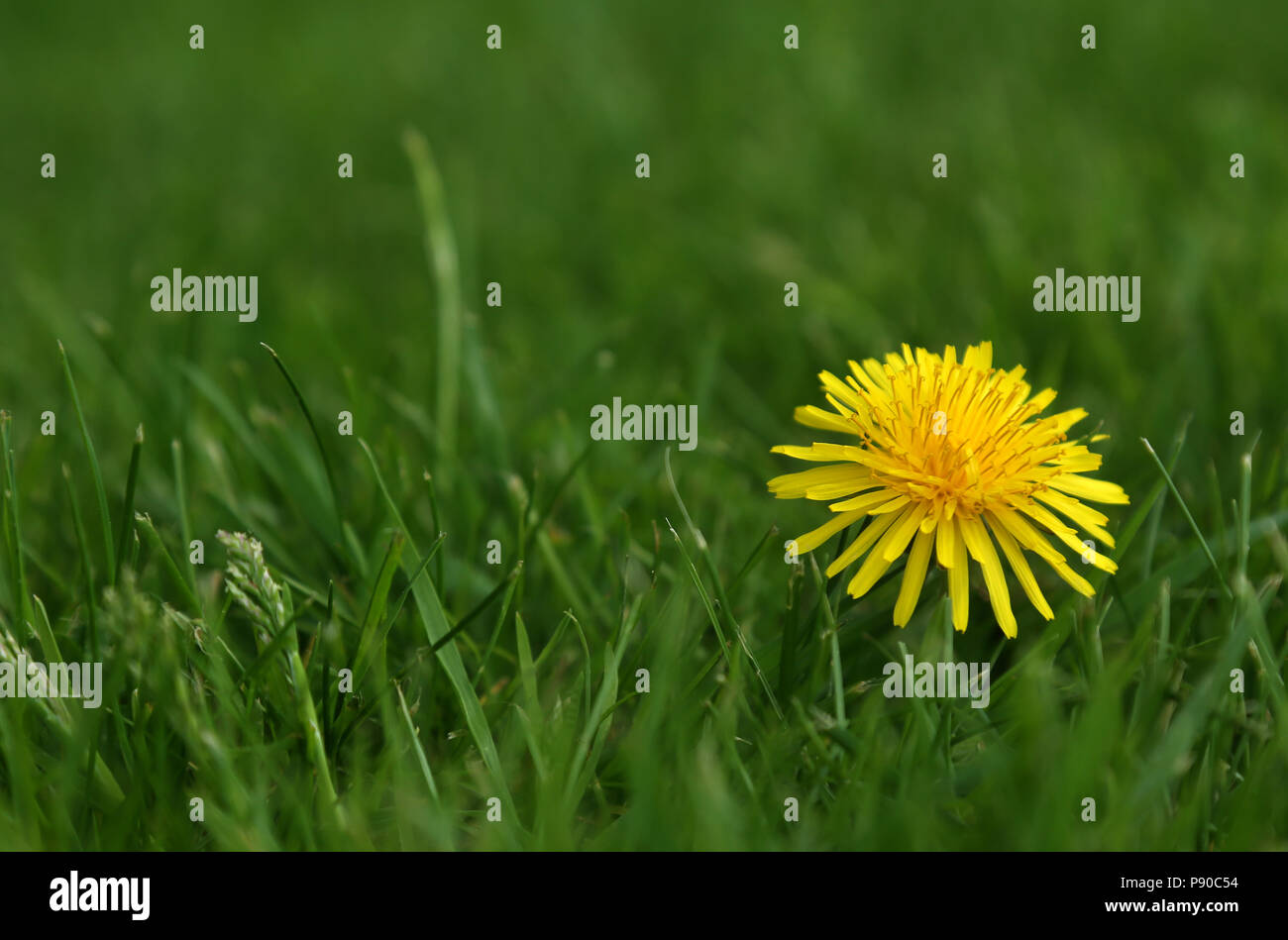 Closeup of medicinal dandelion bloom in nature Stock Photo - Alamy