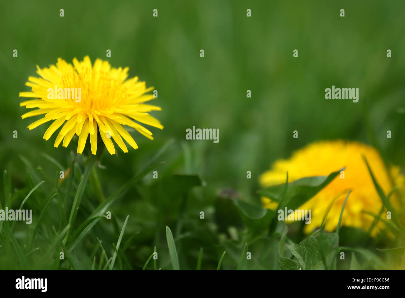 Closeup of medicinal dandelion bloom in nature Stock Photo - Alamy