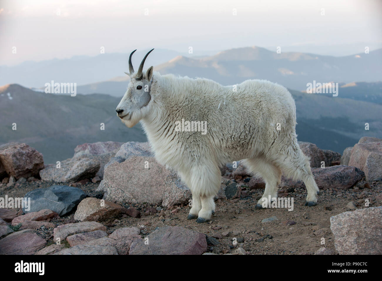 Mt Evans mountain goat at summit Stock Photo - Alamy